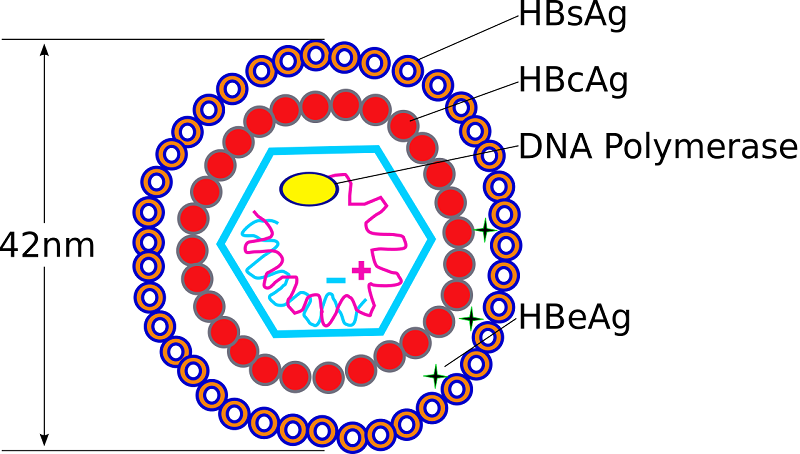 RNA tiền gen của virus viêm gan B (HBV pgRNA)