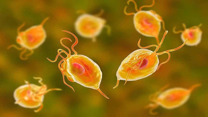 Trichomoniasis là bệnh gì, cách nhận biết và chẩn đoán